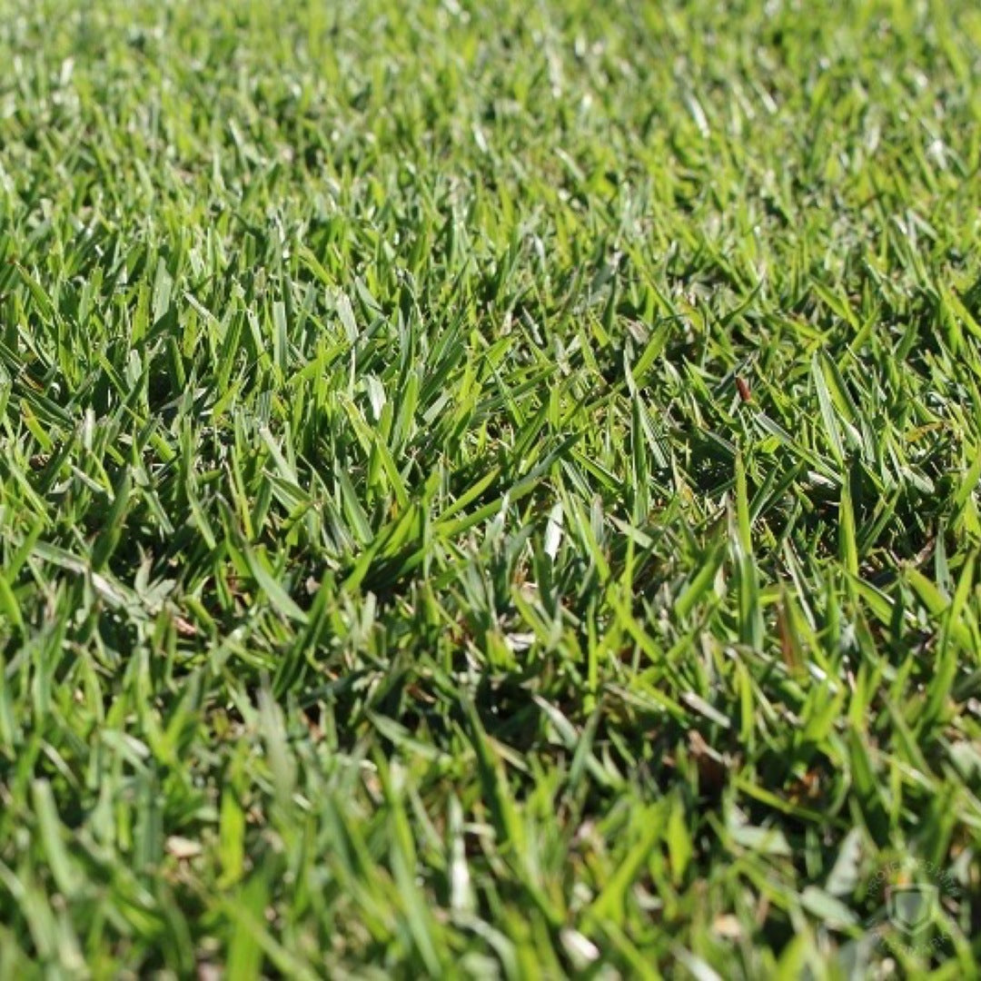 Sod – Pinestraw Place